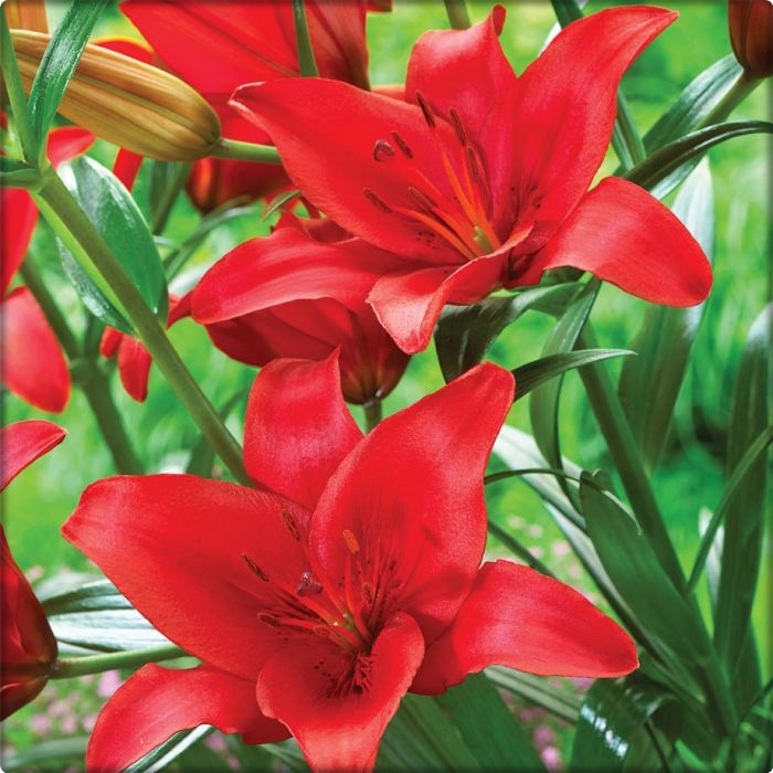 What is the Difference Between Asiatic and Oriental Lilies? What is the Difference Between Asiatic and Oriental Lilies?