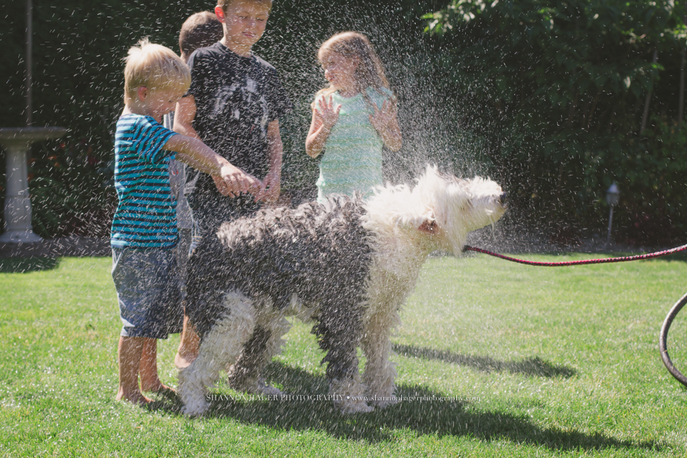 SnowDowne Too | Old English Sheepdogs: A Dog Wash Party | Snowdowne Too ...