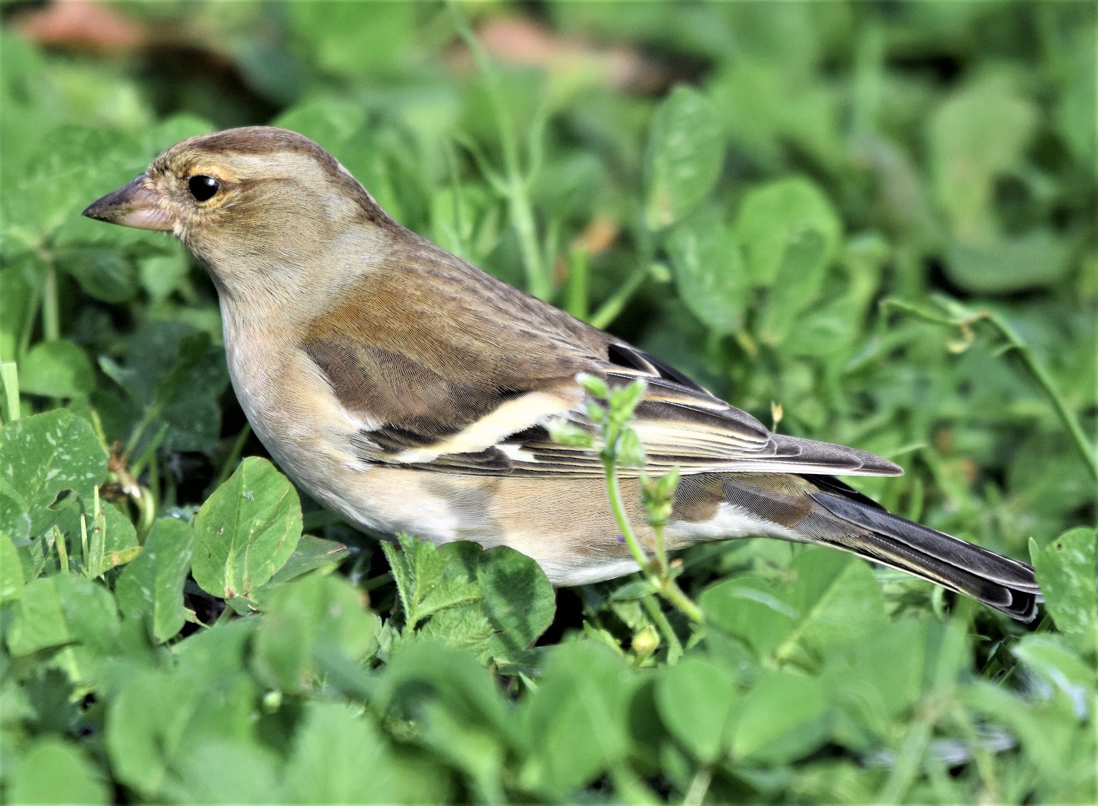 Imagens da vida animal: Tentilhão-comum (Fringilla coelebs)