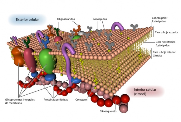 BIOLOGIA CELULAR - MOLECULAR UDES CUCUTA: ORGANIZACION GENERAL Y ...