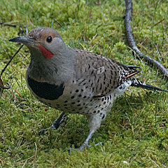 Northwest Conifer Connections: Bird Calls