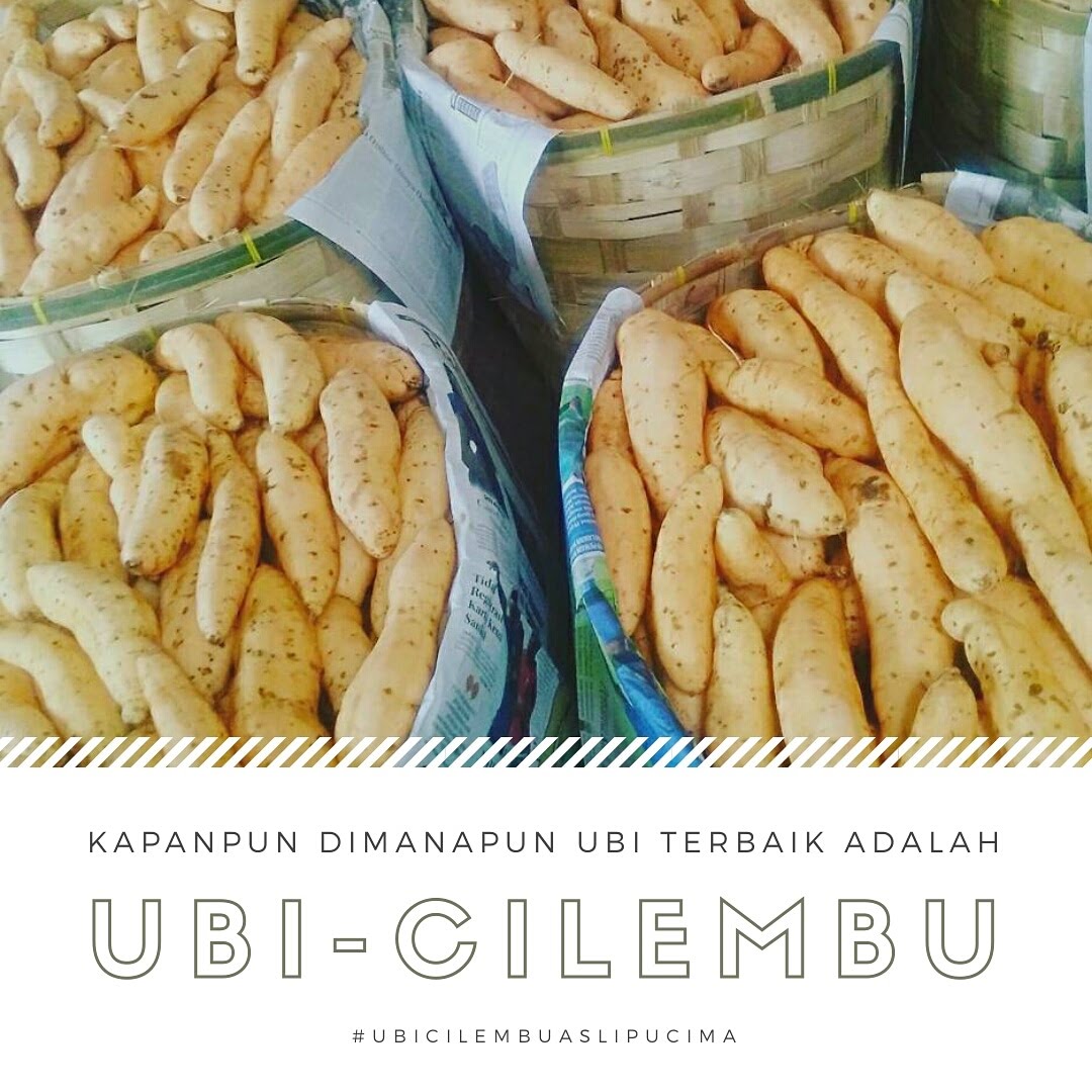 Ubi Cilembu Madu Desa Cilembu Kualitas Pilihan Terbaik - UBI CILEMBU ...