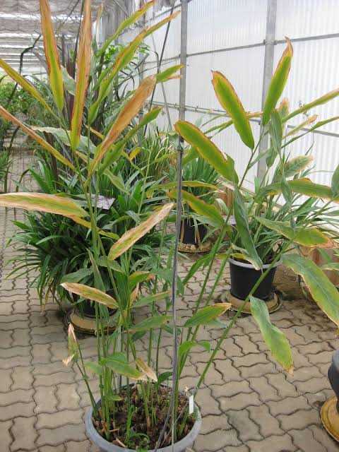 Health Benefits Of Chitharathai (Alpinia Galanga)