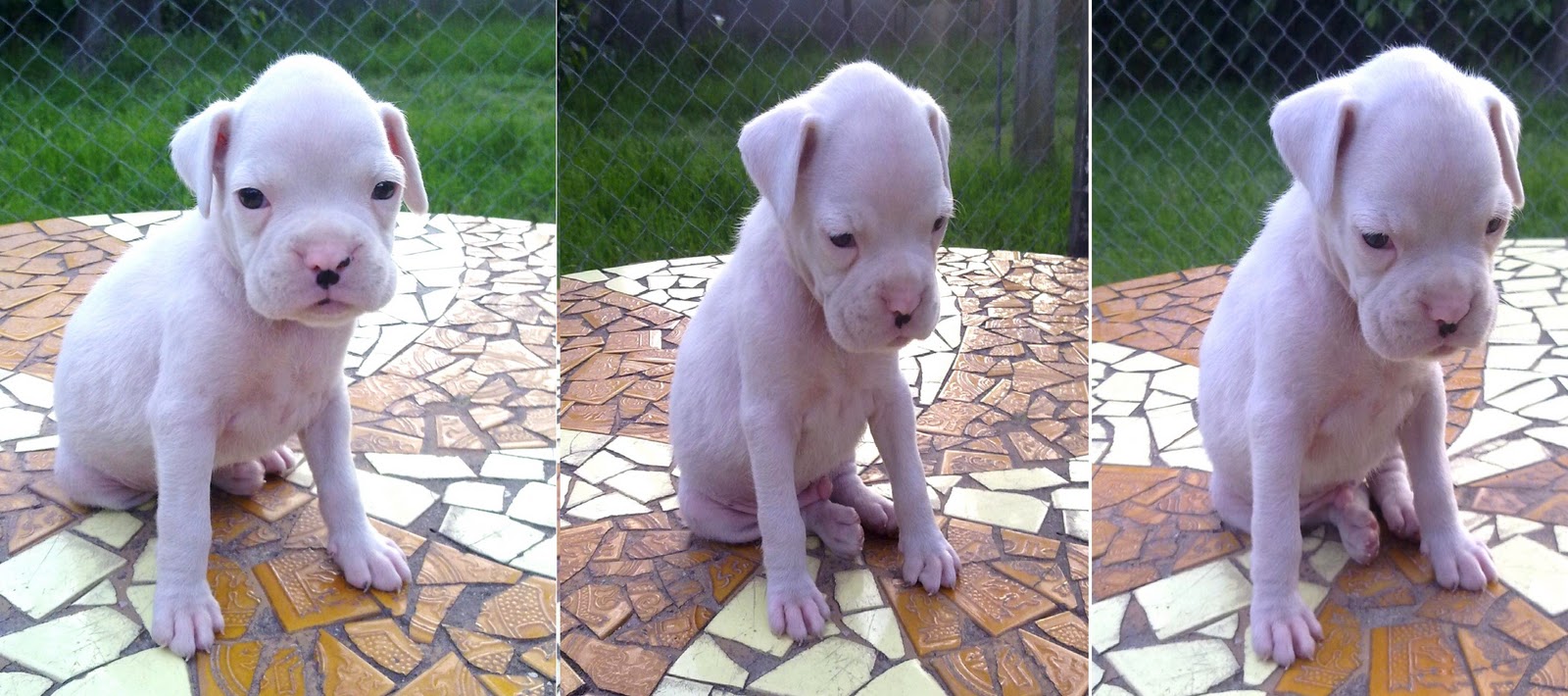 Boxer Argentino: EL BOXER BLANCO