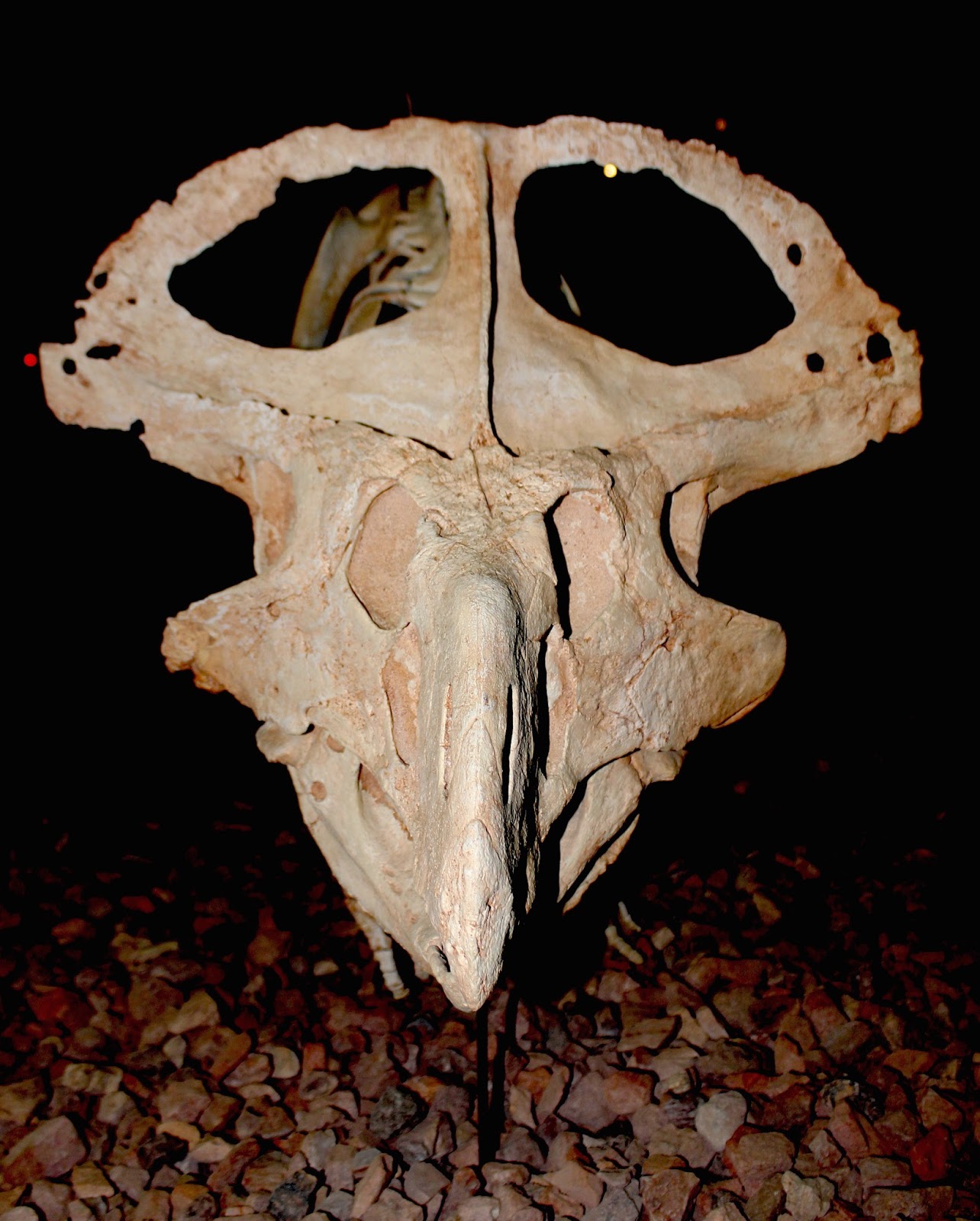 The Natural World: Prominent Cheekbones: Abe Lincoln, Peter Cushing ...