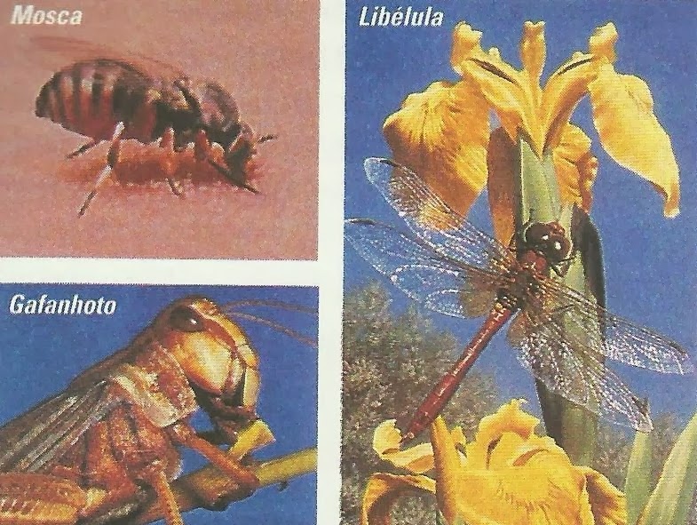 Segundo Ano Biologia: Insetos