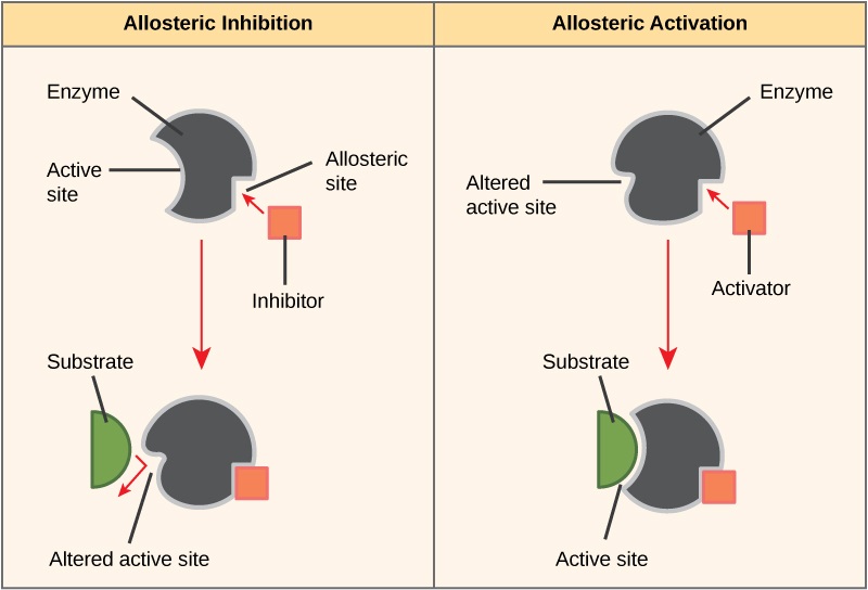 BIOLOGI GONZAGA: ENZIM METABOLISME