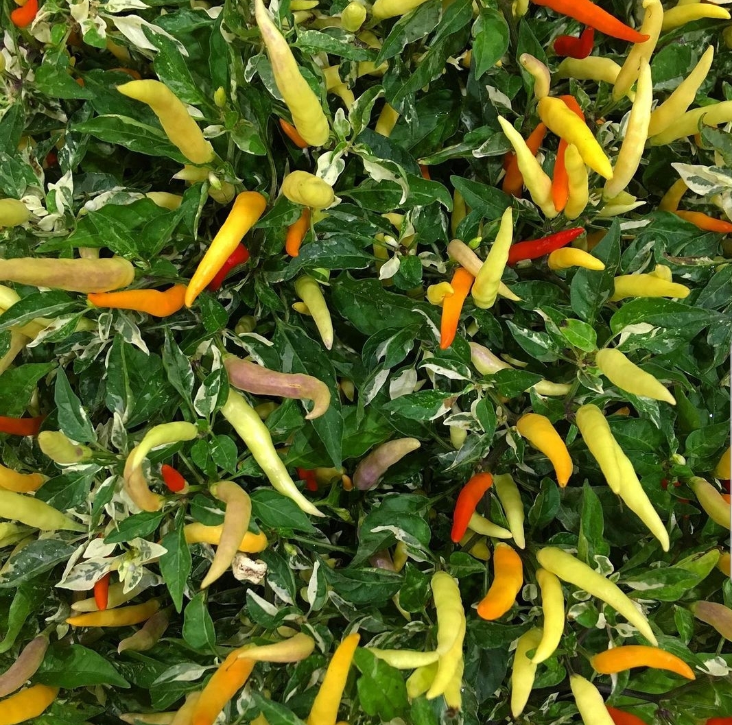 Capsicum Frutescens Menghasilkan Simplisia - ReumVegetable