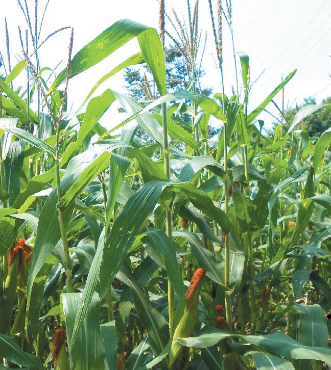 guruypm1taman: Materi KBM