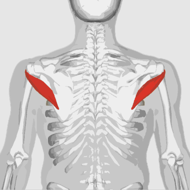 MUSCULOS.XYZ: Músculo redondo menor