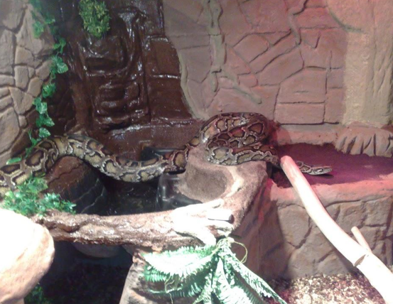 The Fern and Mossery: Walk-in Terrarium