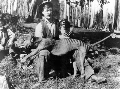 THYLACINES: (PROBABLY NOT) EXTINCT