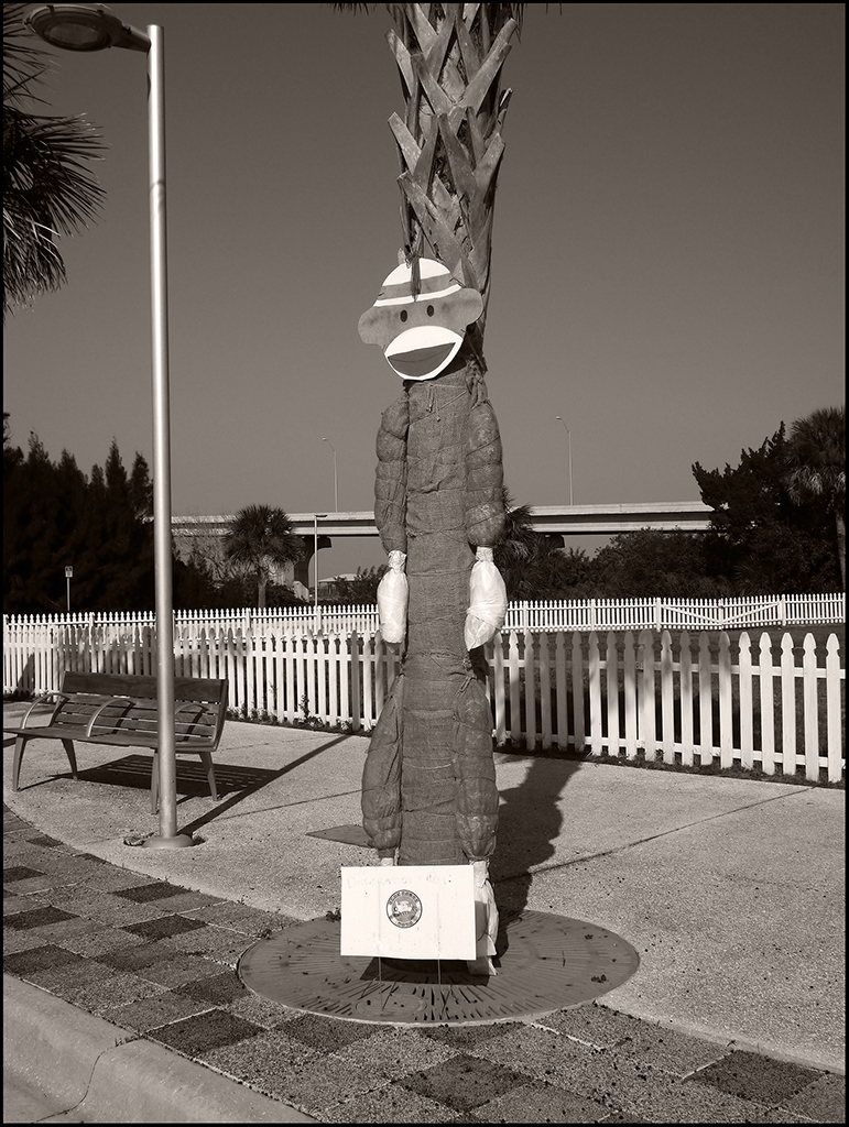 North Florida Pictures: Sock monkey palm tree, Vilano Beach