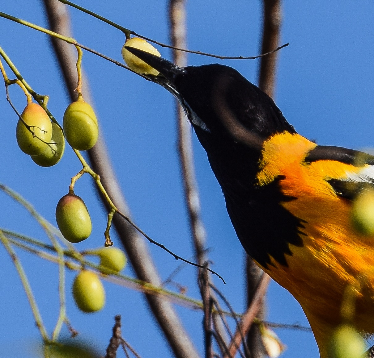 Hiking Curaçao - Flora and Fauna: 15 Minutes outside