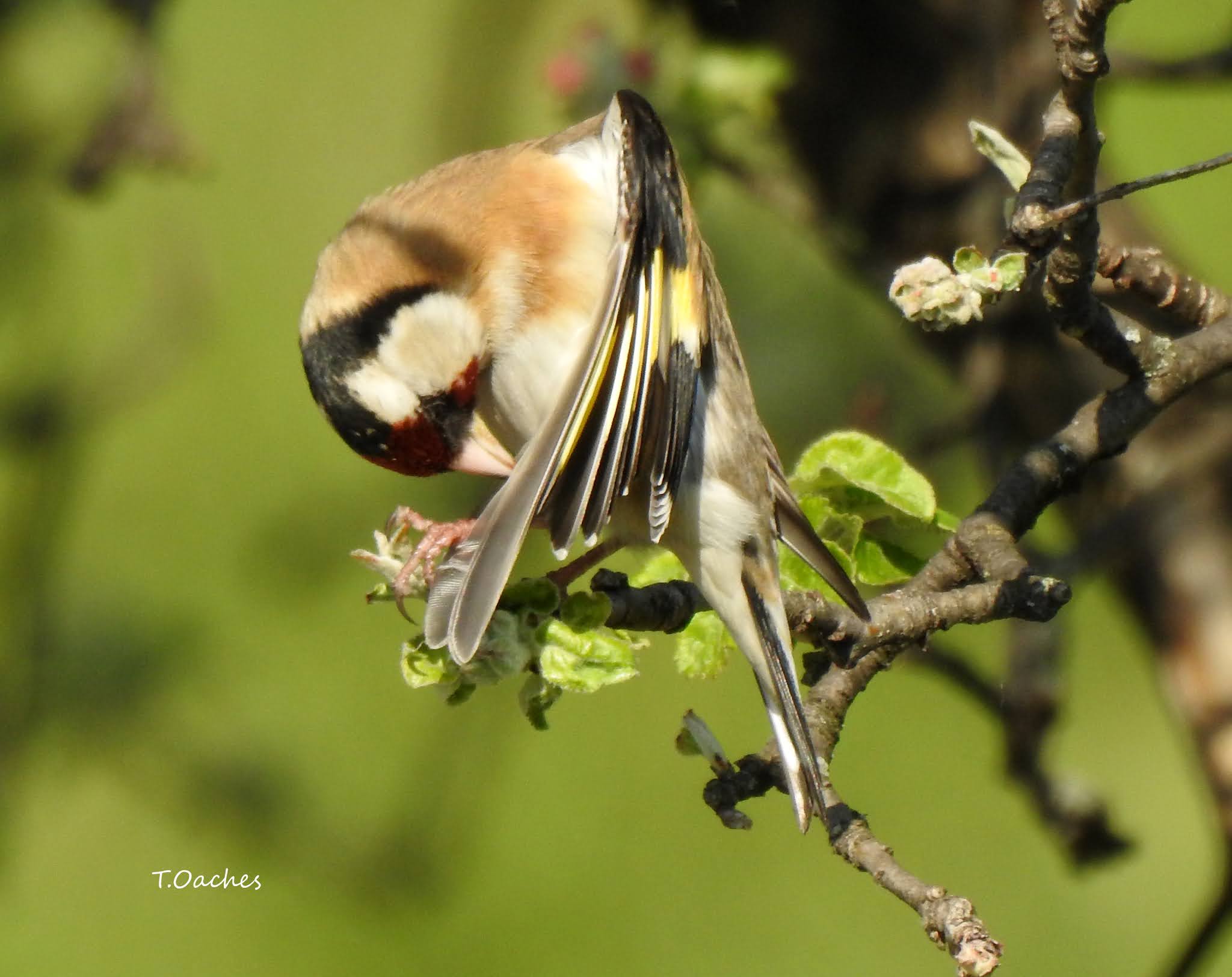 PASARI DIN ROMANIA: STICLETE(1), Carduelis carduelis