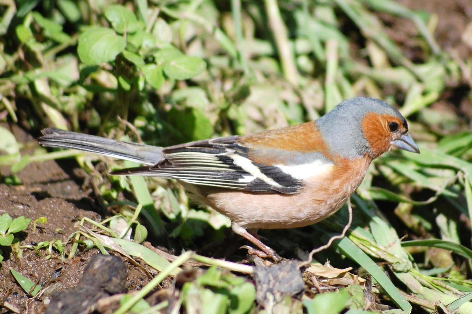 Imagens da vida animal: Tentilhão-comum (Fringilla coelebs) (Novas imagens)