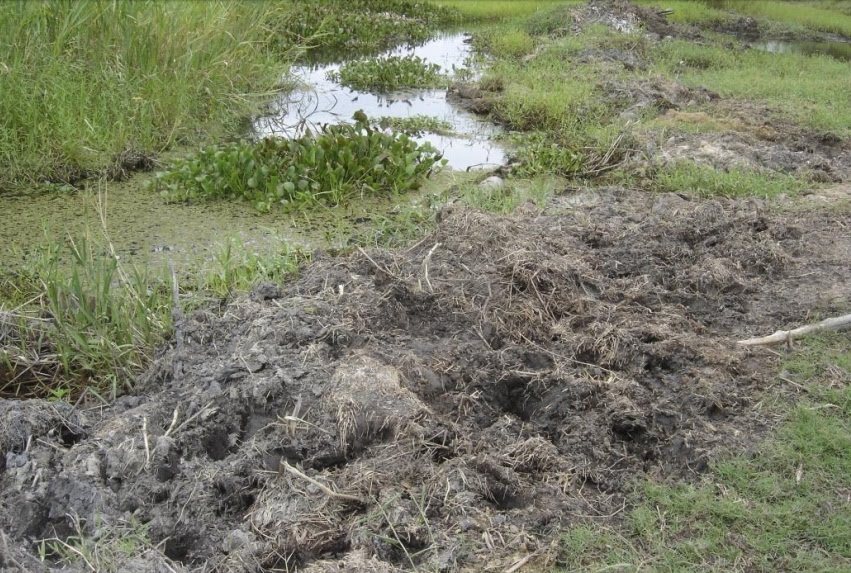 Onde as Plantas Crescem - Gleissolos