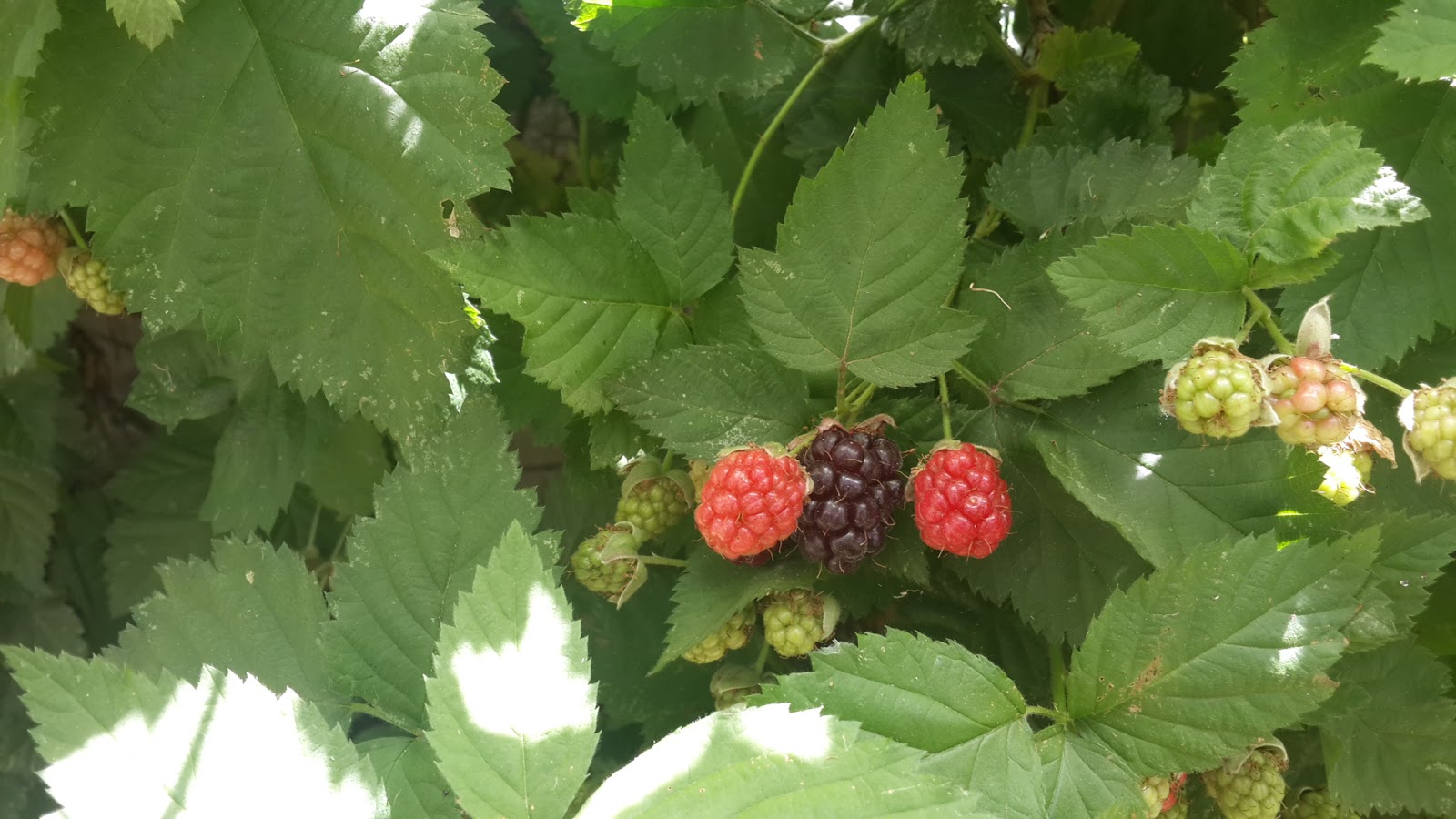 Jacot's Garden: Youngberry/Booysenberry/Blackberry