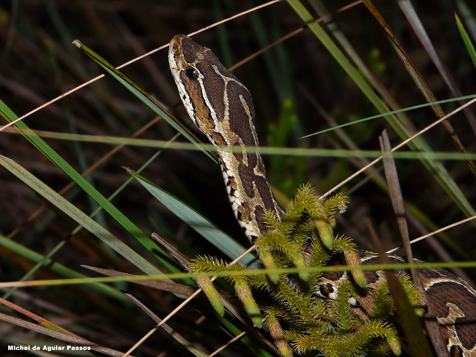 Herpetolife (Inicio): Bothrops alternatus Duméril, Bibron & Duméril, 1854