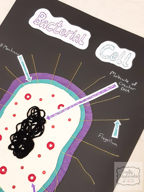 Crafty Muslimahs: Bacterial Cell Poster for School