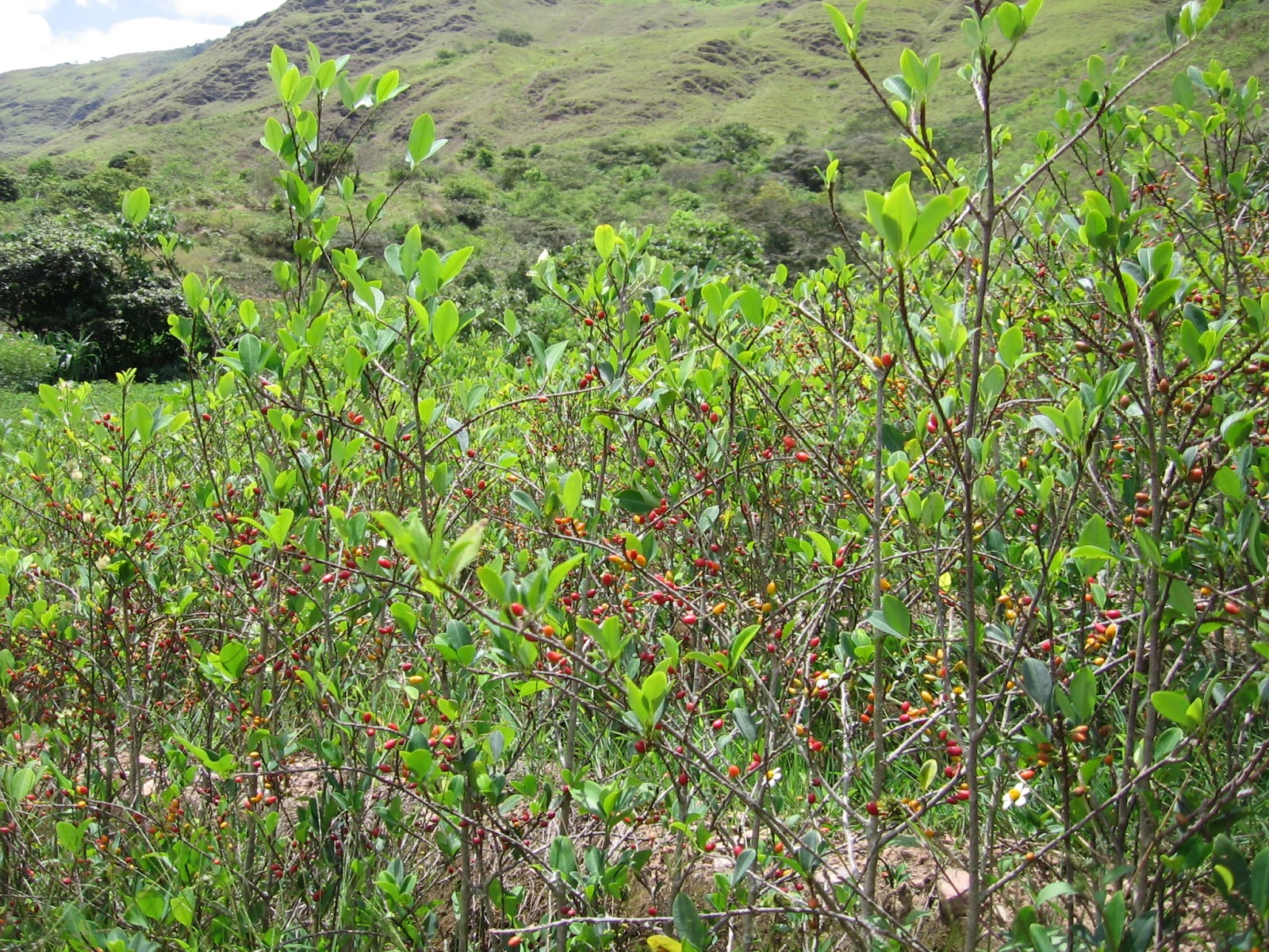 Coca - História da Coca e da Cocaína - Geografia Total™