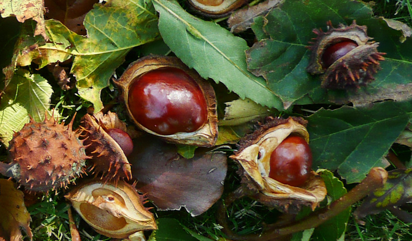 Normandy Life: Conkers.