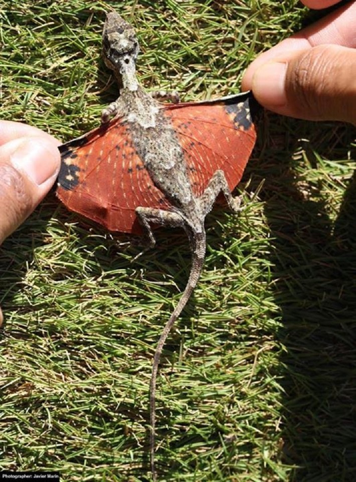 Dragões Voadores Realmente Existem??