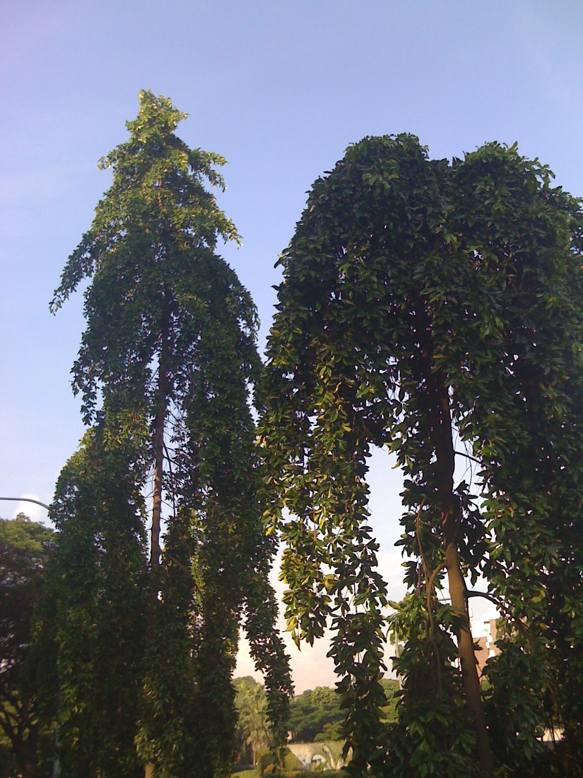 PlantWerkz: Caralia Brachiata "Honiara"