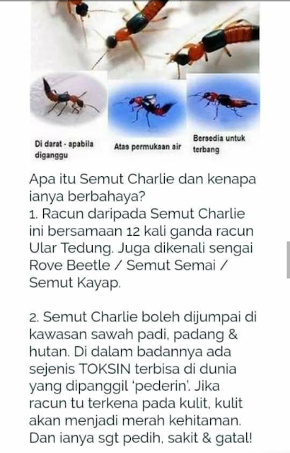 Warisan Petani: MB 92 : Semut Charlie