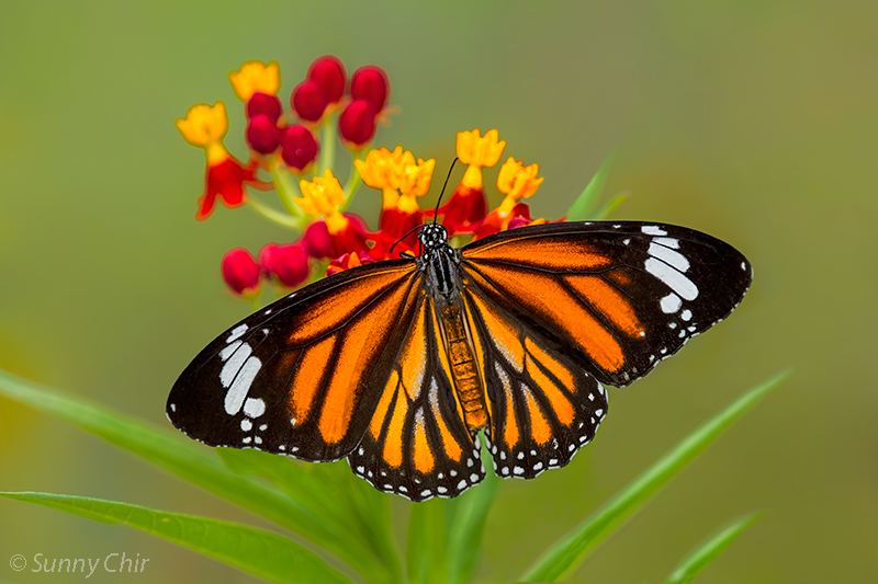 Butterflies of Singapore: Butterfly Photography at Our Local Parks ...