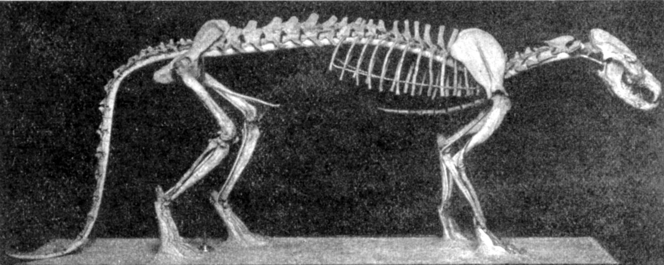 daphoeninae - BilginCin