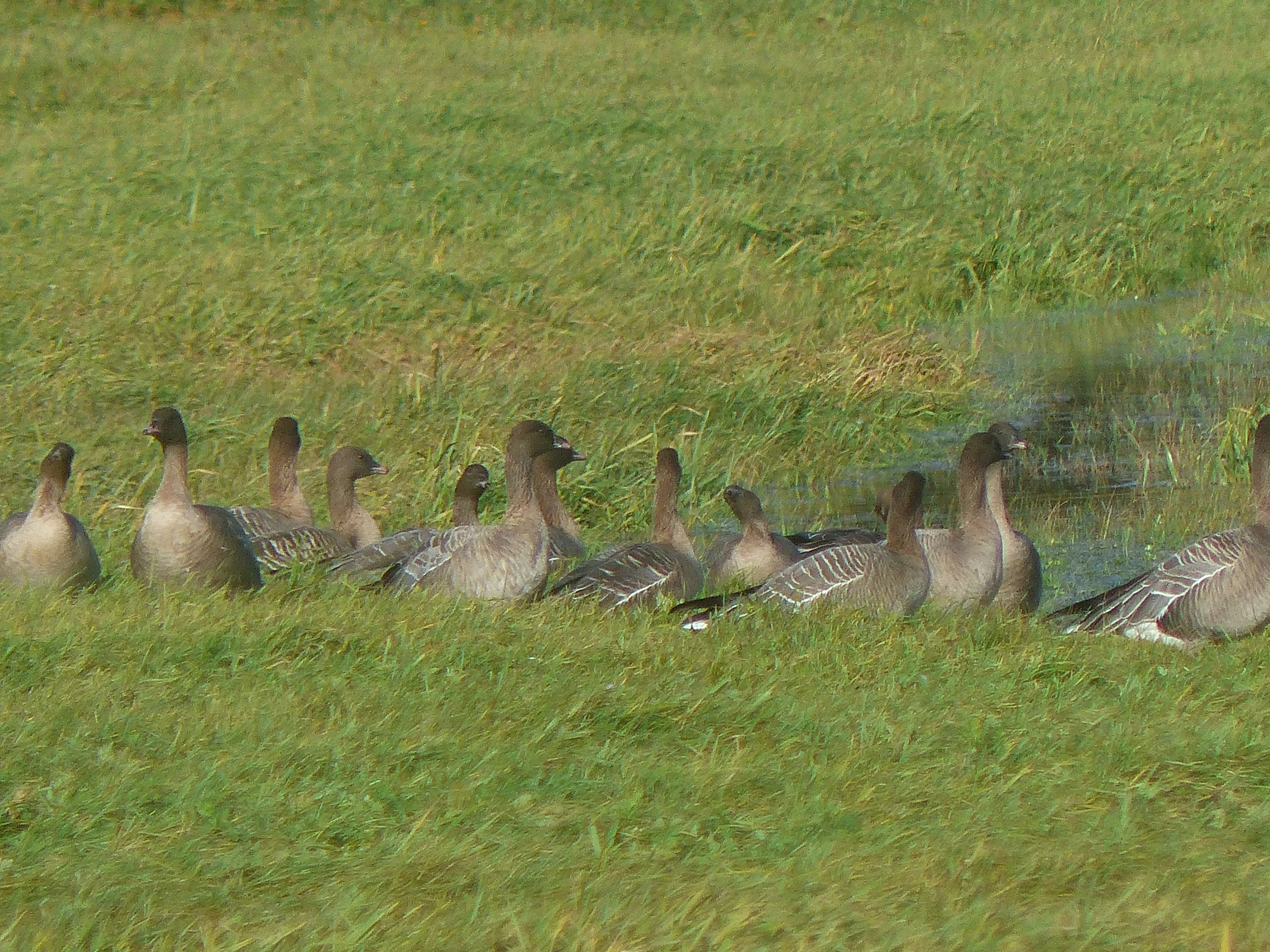Duffbirder meets South Holderness!: Back to Duff