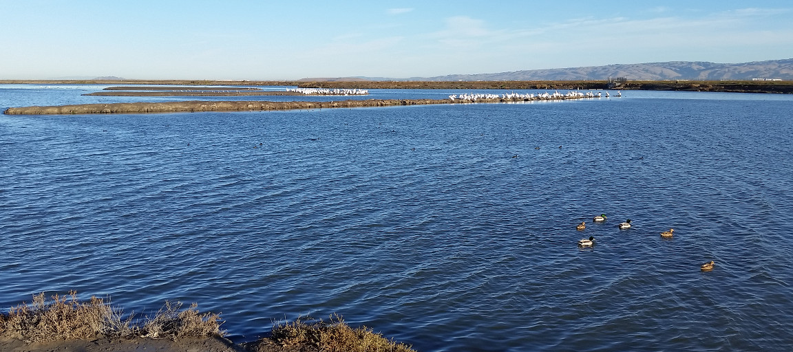 Alviso marsh - 1 Reviews