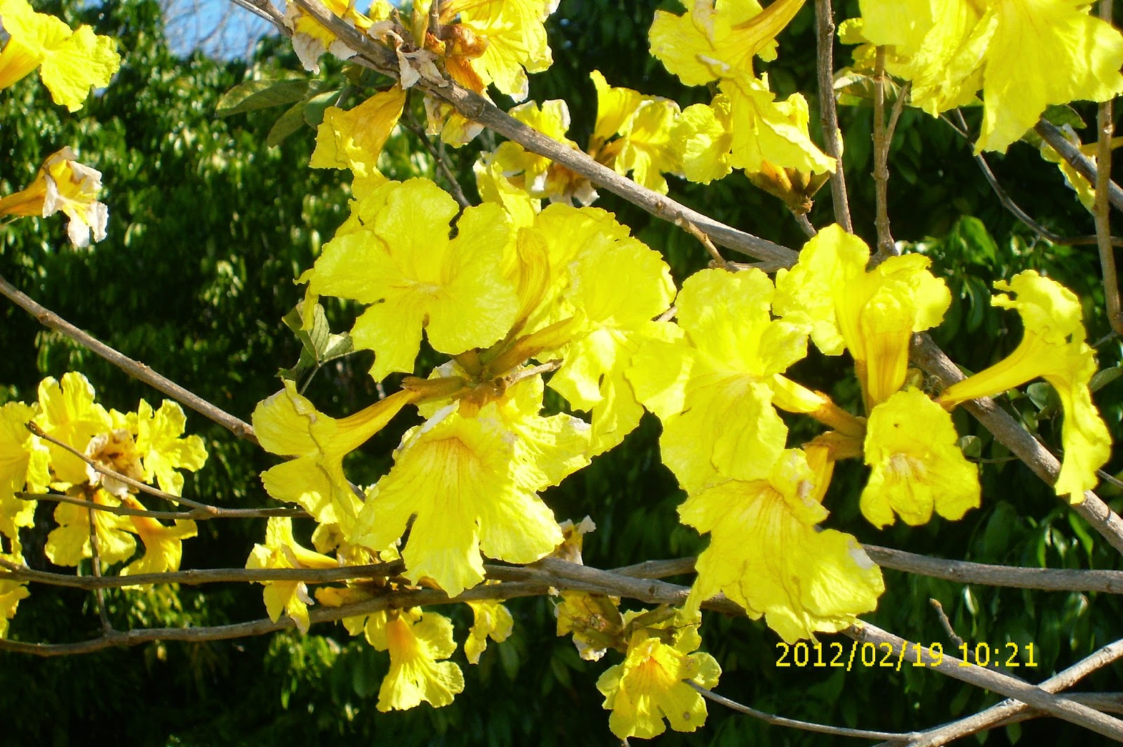 The Pink House on the Corner : Things I'll Miss, Part 4