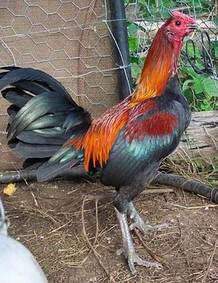 Hobi Ayam Tangkas: the colonials ayam tangkas dari negri kanguru