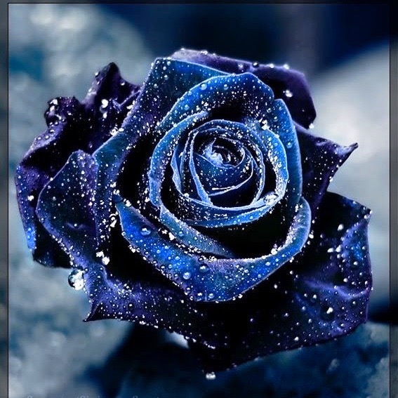 Blue Rose Blog: Blue rose with waterdrops