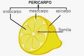 Importancia del fruto