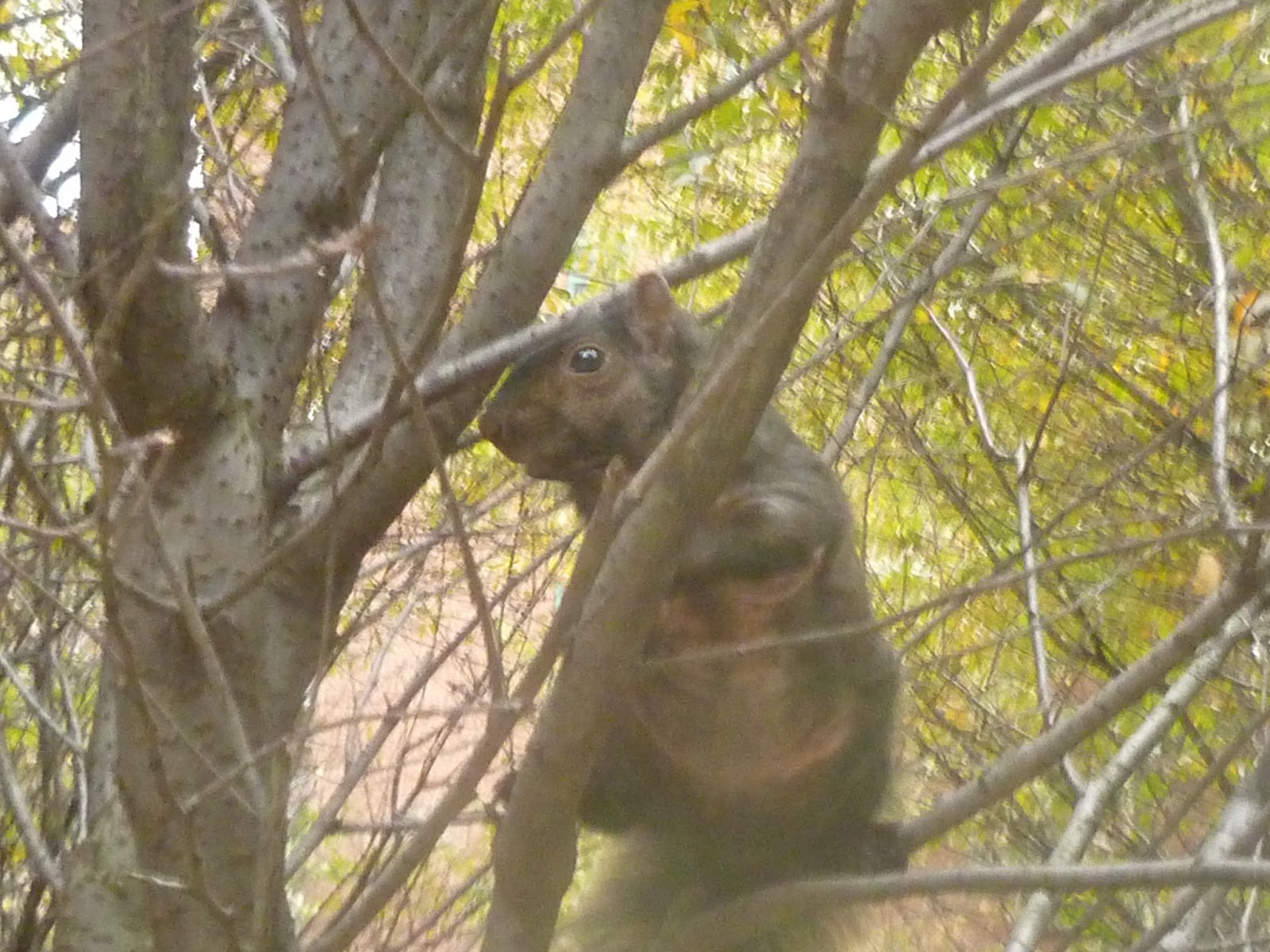 The New York Squirrel: Saying Goodbye