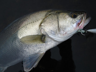 ANGLING WORLD 魔魚釣界: Monster Fish in China - Yellow Cheek!!