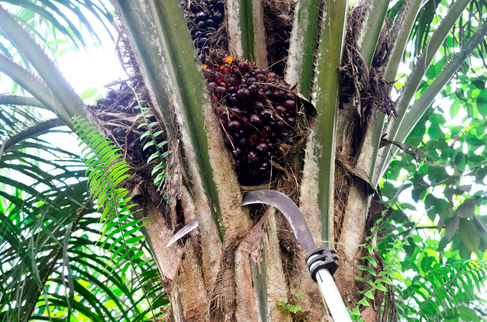 The Kambatik Park, Bintulu.: Harvesting ripe oil palm fruit bunch