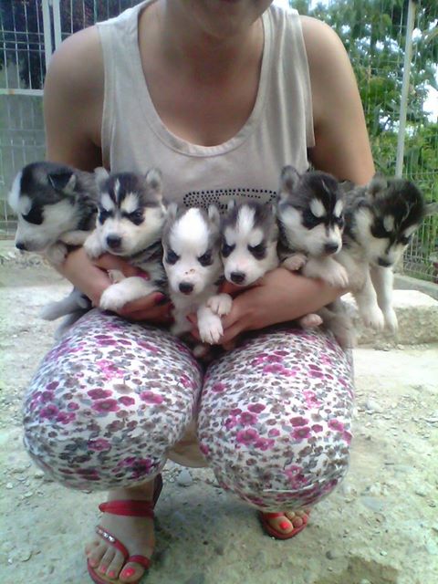 Anunturi din Buzau | PortALL INclusive: Vând pui Husky siberian ...