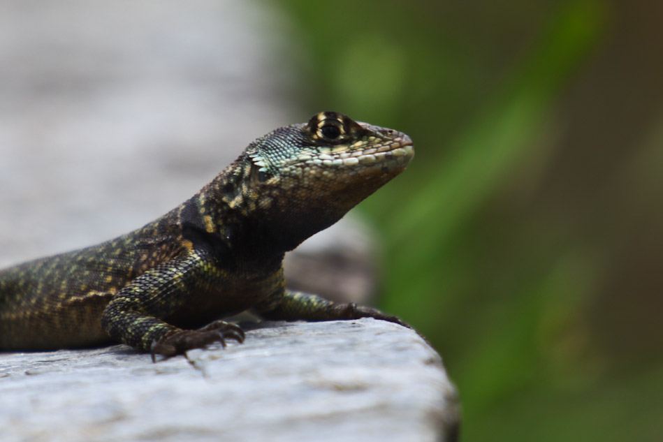 Inventário Ambiental de Fortaleza: Fotografia ambiental: Calango de ...