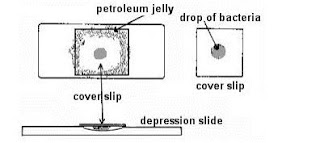 Measurement & Motility of Microorganisms
