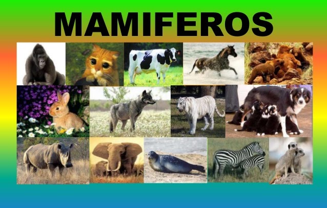 animales mamiferos