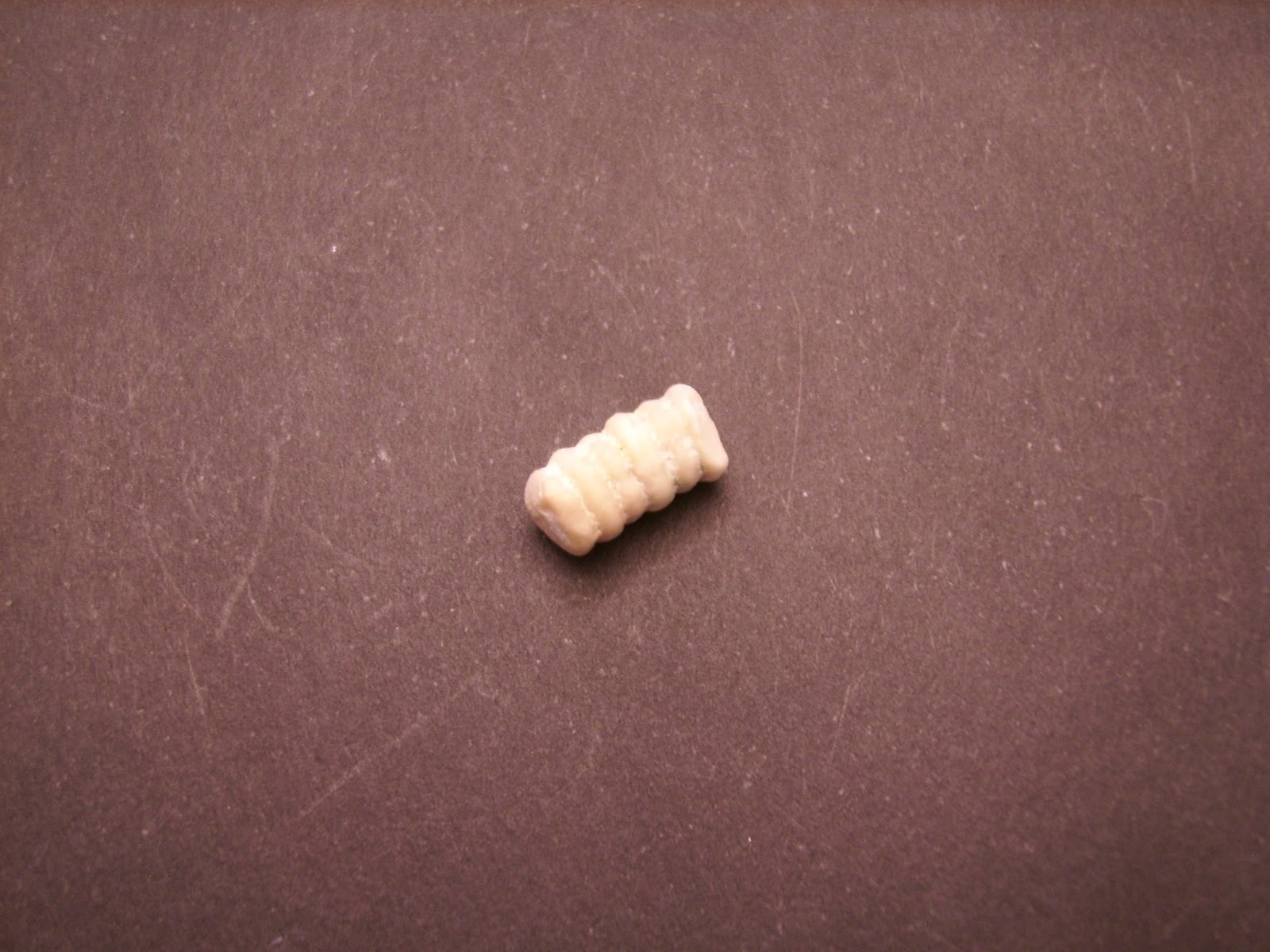 FOSSILES DE CHARENTE-MARITIME ET AUTRES ORIGINES: CRINOÏDES