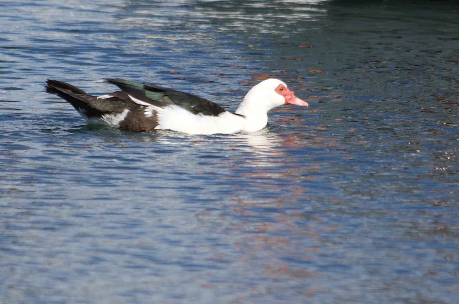 Vogels: Eenden, Ganzen en Zwanen