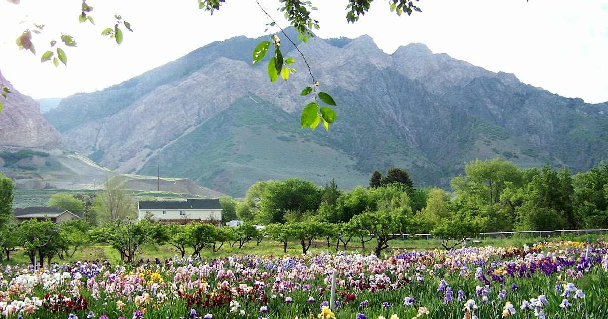 World of Irises: TALL BEARDED IRIS SUPER ACHIEVER AWARD, PART ONE