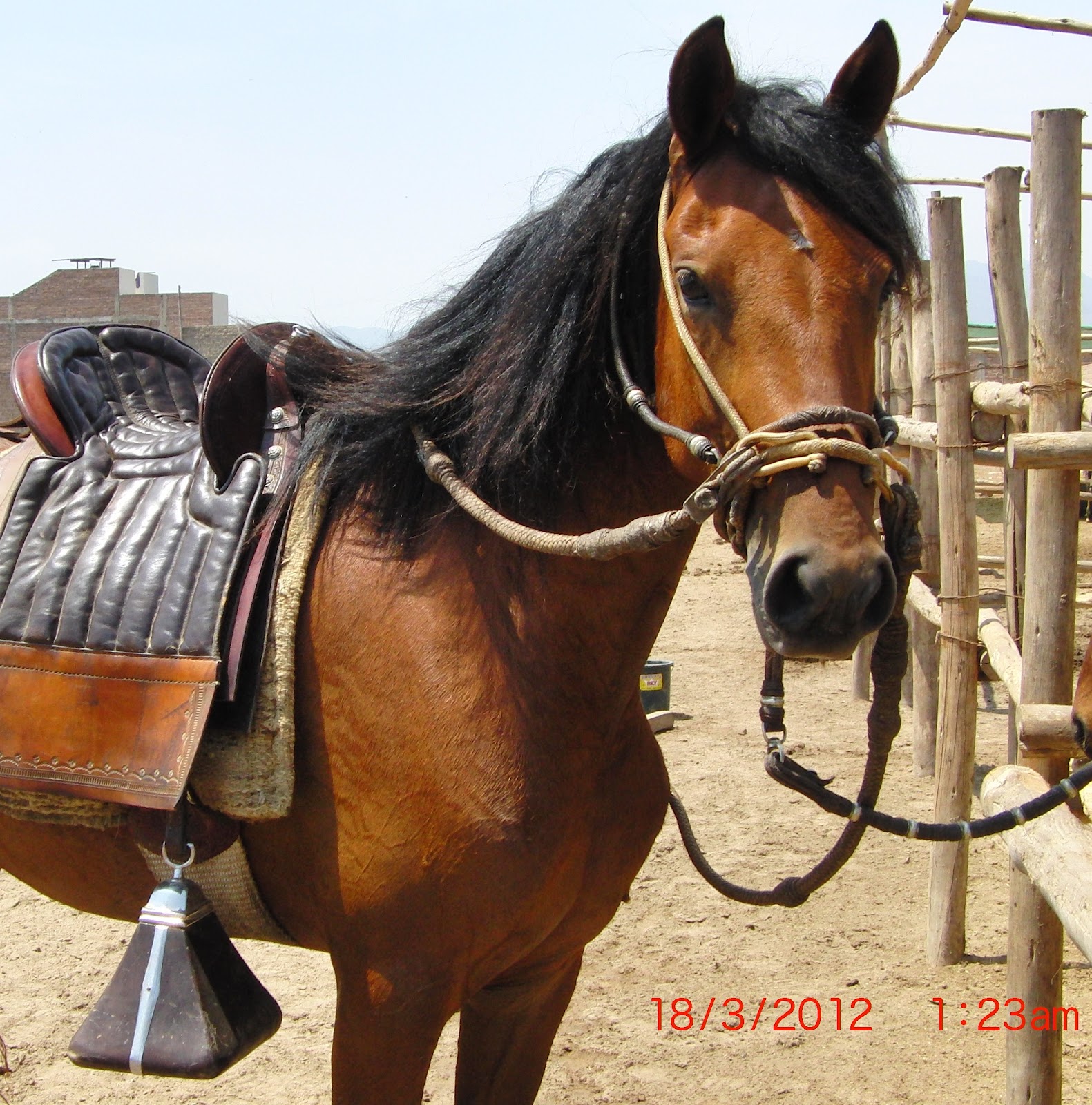 El Caballo Peruano de Paso - Peruvian Paso Horse