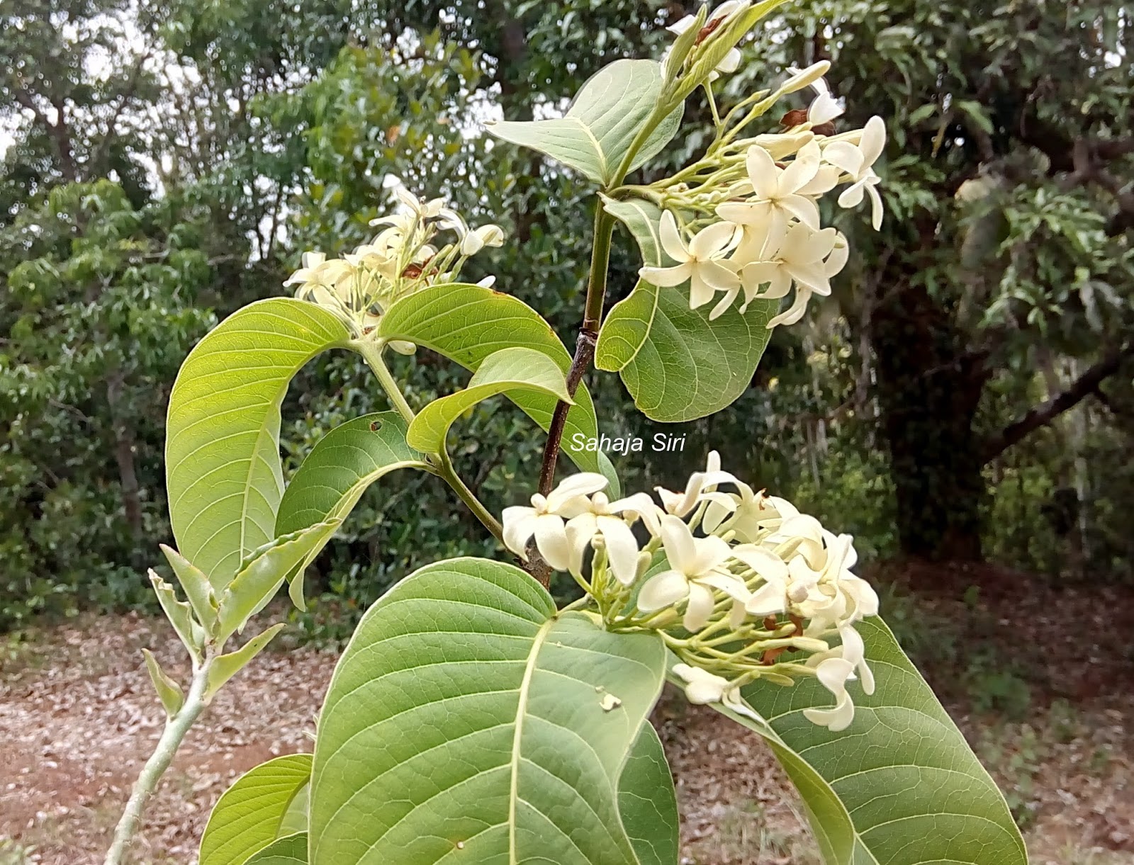 Kodagasana/ Kodasige / Kutaja flower Tambuli