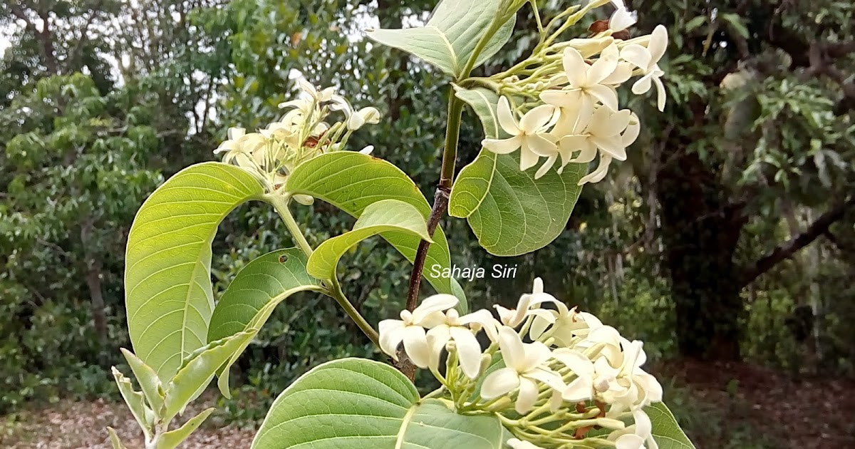 Kodagasana/ Kodasige / Kutaja flower Tambuli